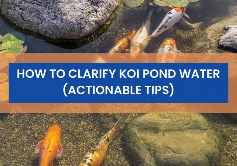 How To Clarify Koi Pond Water (Actionable Tips) - Small Fish Tank