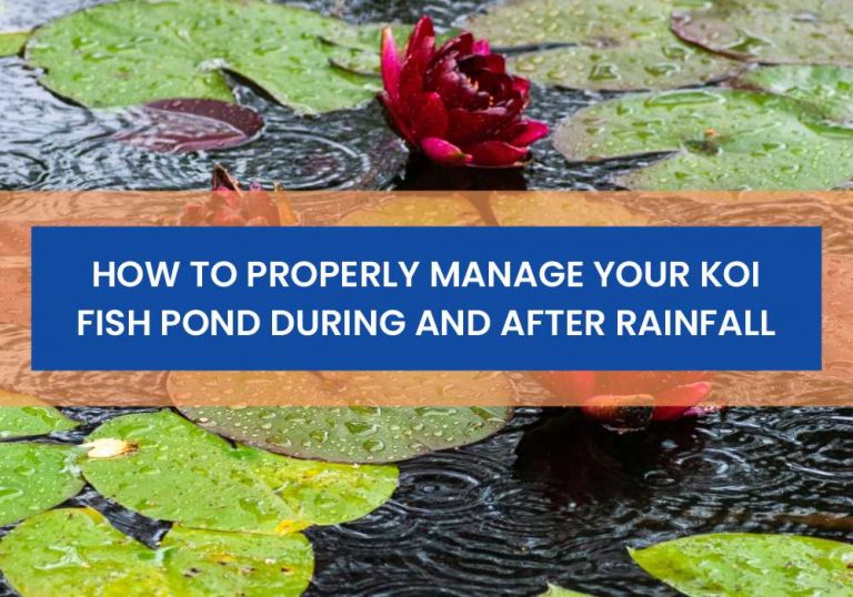 How To Properly Manage Your Koi Fish Pond During And After Rainfall ...