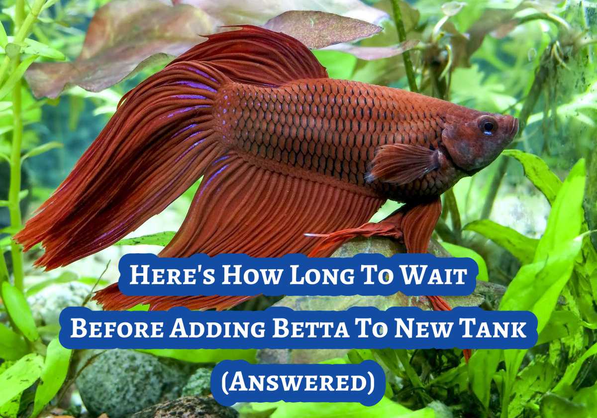 Here's How Long To Wait Before Adding Betta To New Tank (Answered ...