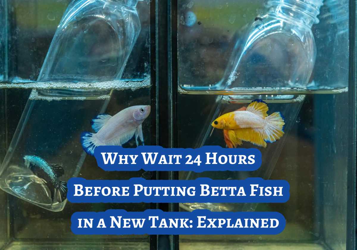 Why Wait 24 Hours Before Putting Betta Fish in a New Tank: Explained ...